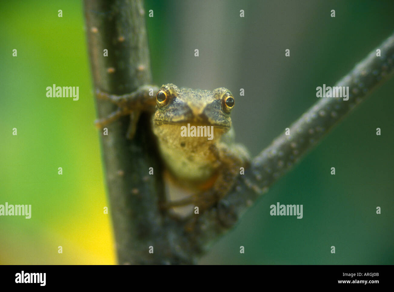 Spring peeper frogs hi-res stock photography and images - Alamy