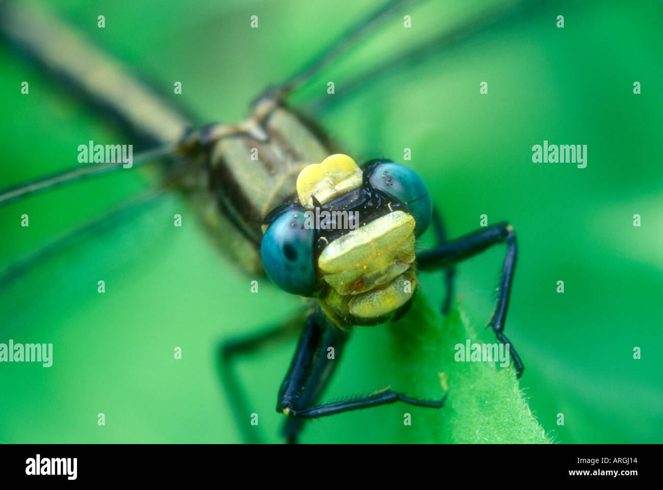 Canada darner aeshna canadensis hi-res stock photography and images - Alamy