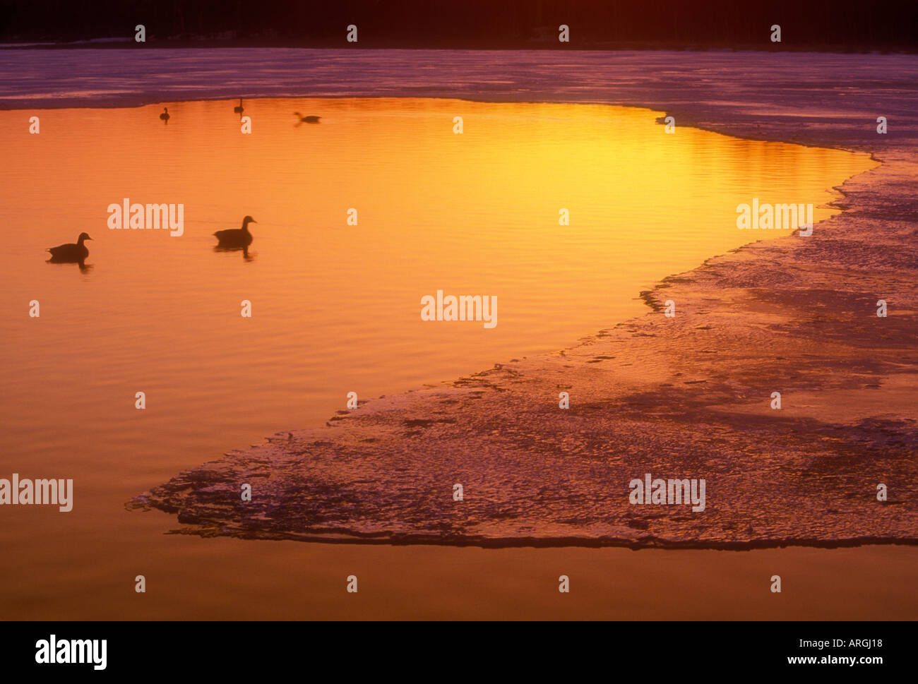 Ontario birding hi-res stock photography and images - Alamy