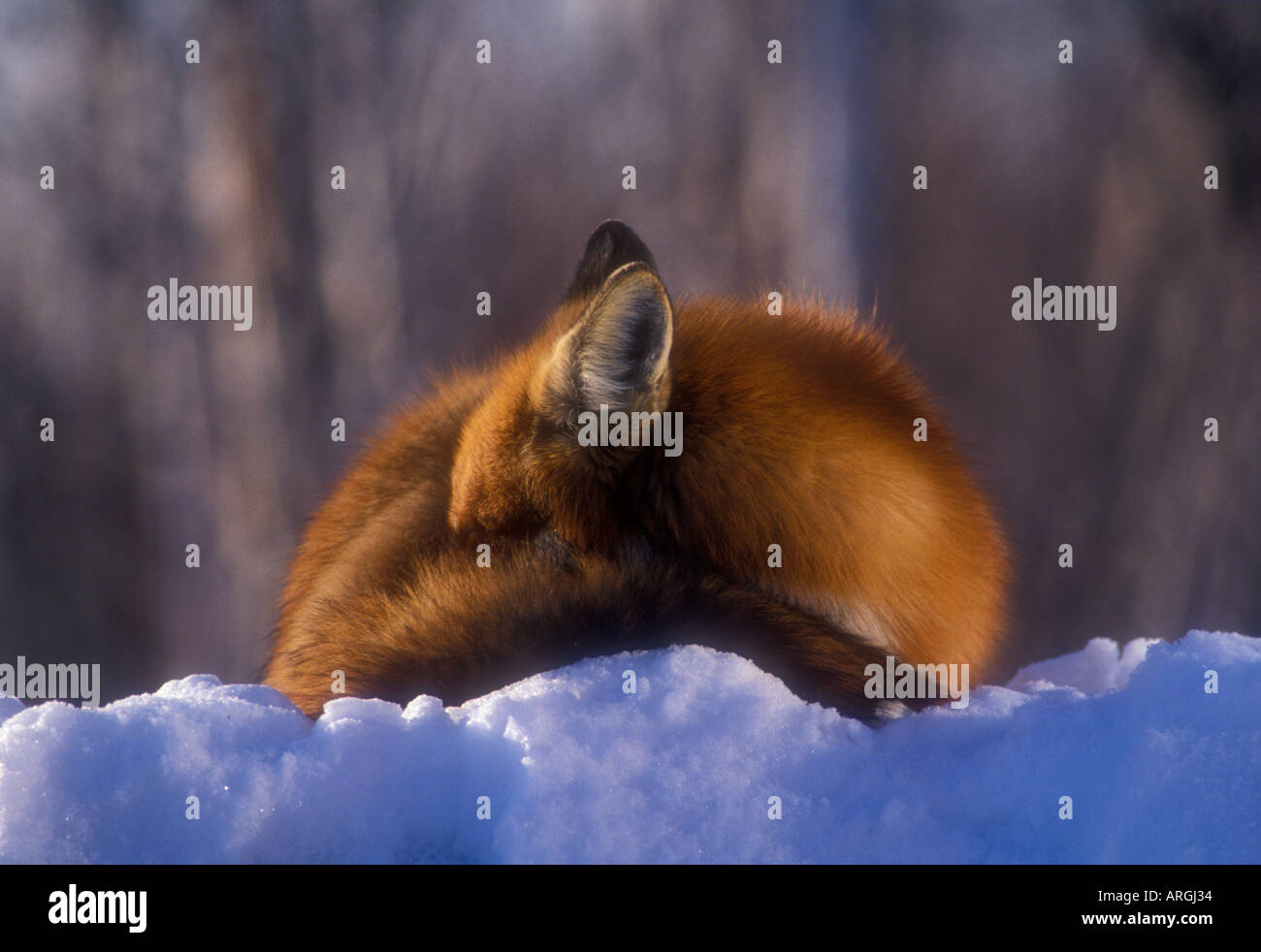 Red fox sleeping in snow hi-res stock photography and images - Alamy
