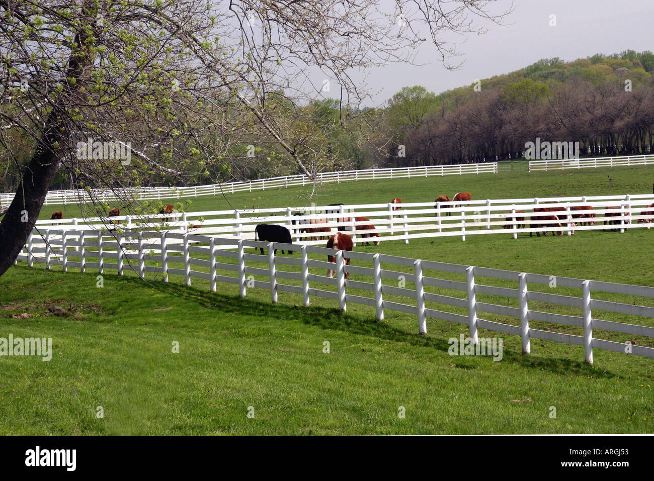 A long line of farm and ranch fencing Stock Photo - Alamy