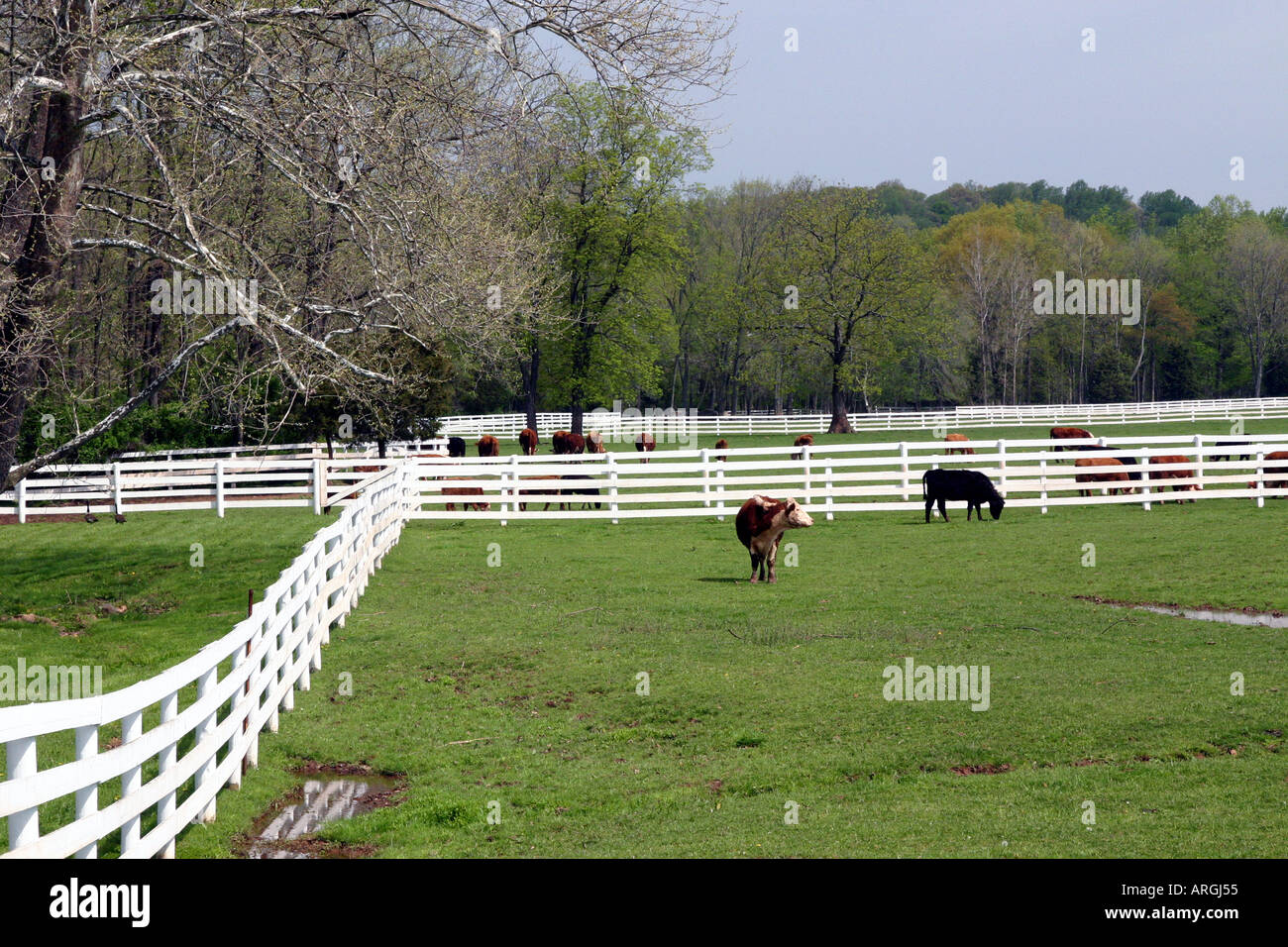 Long Line Herd Hi res Stock Photography And Images Alamy long-line-herd-hi-res-stock-photography-and-images-alamy