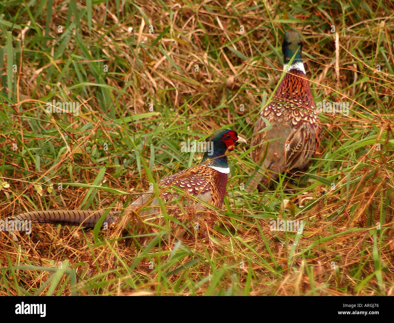 Ring necked pheasants hi-res stock photography and images - Alamy