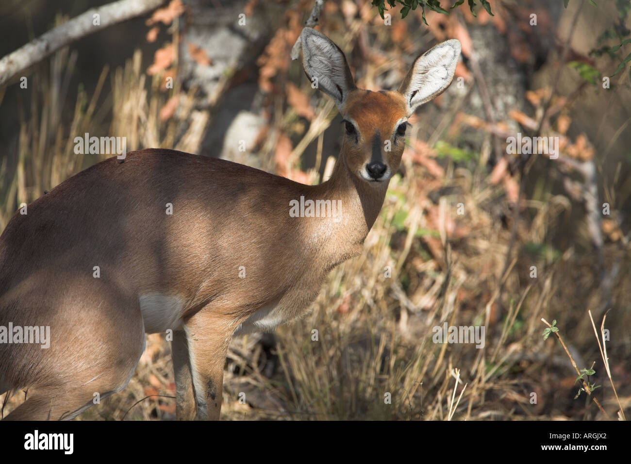 Steenbok (raphicerus campestris) South Africa Stock Photo - Alamy
