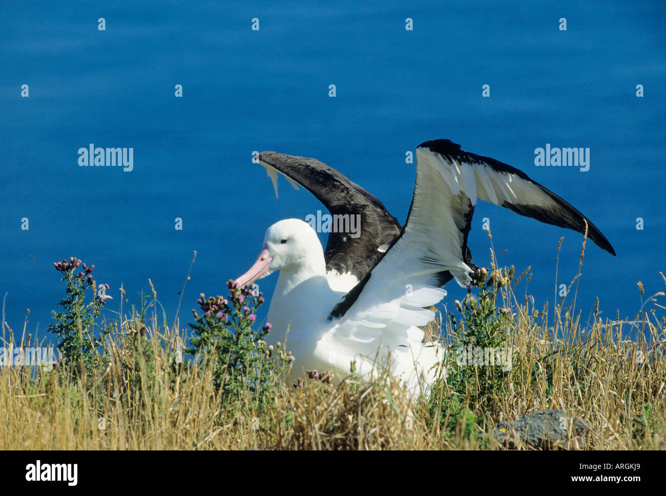 Royal albatross centre new zealand hi-res stock photography and images ...