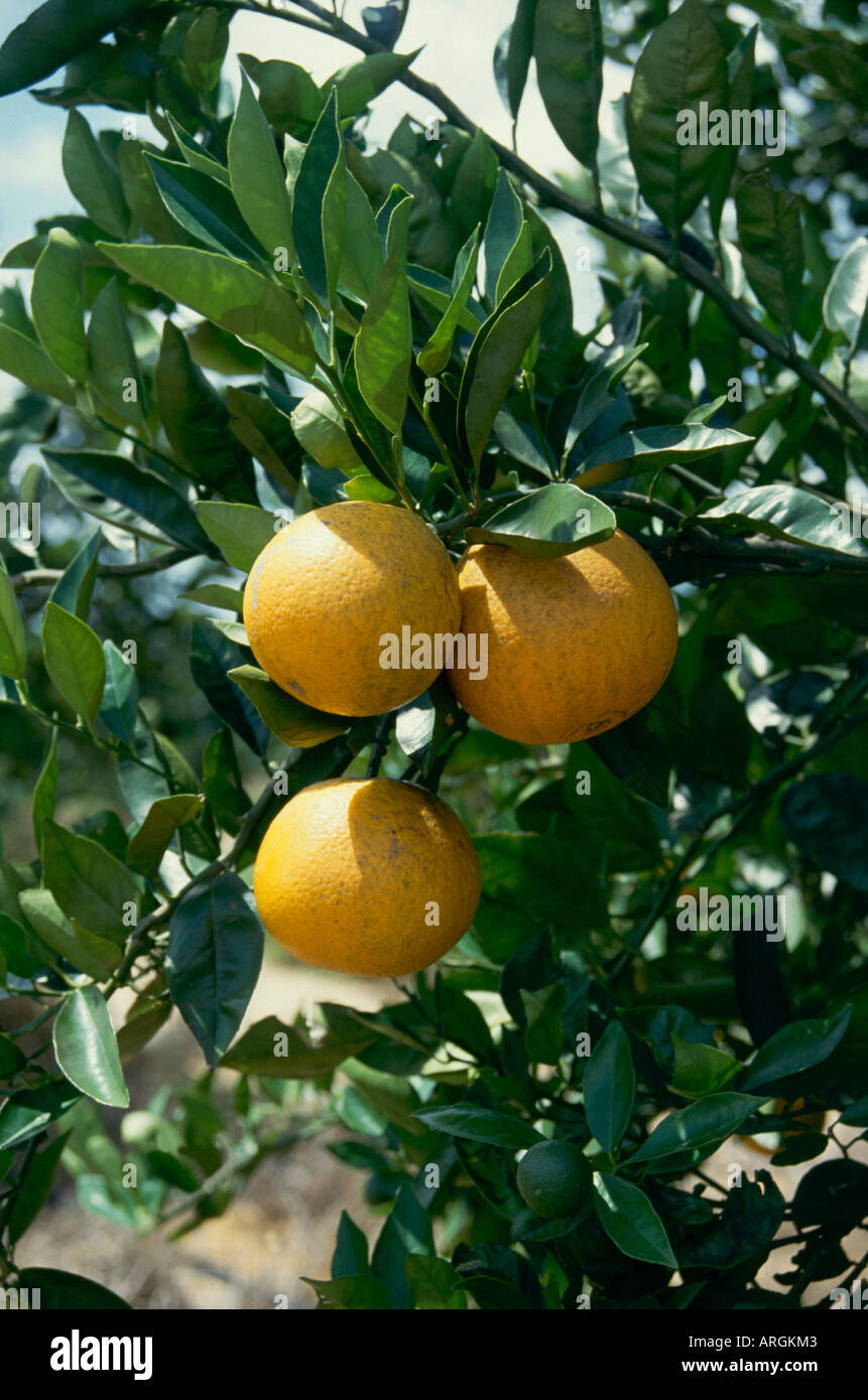Oranges hanging from a tree in a typical Orlando Orange Grove Stock ...