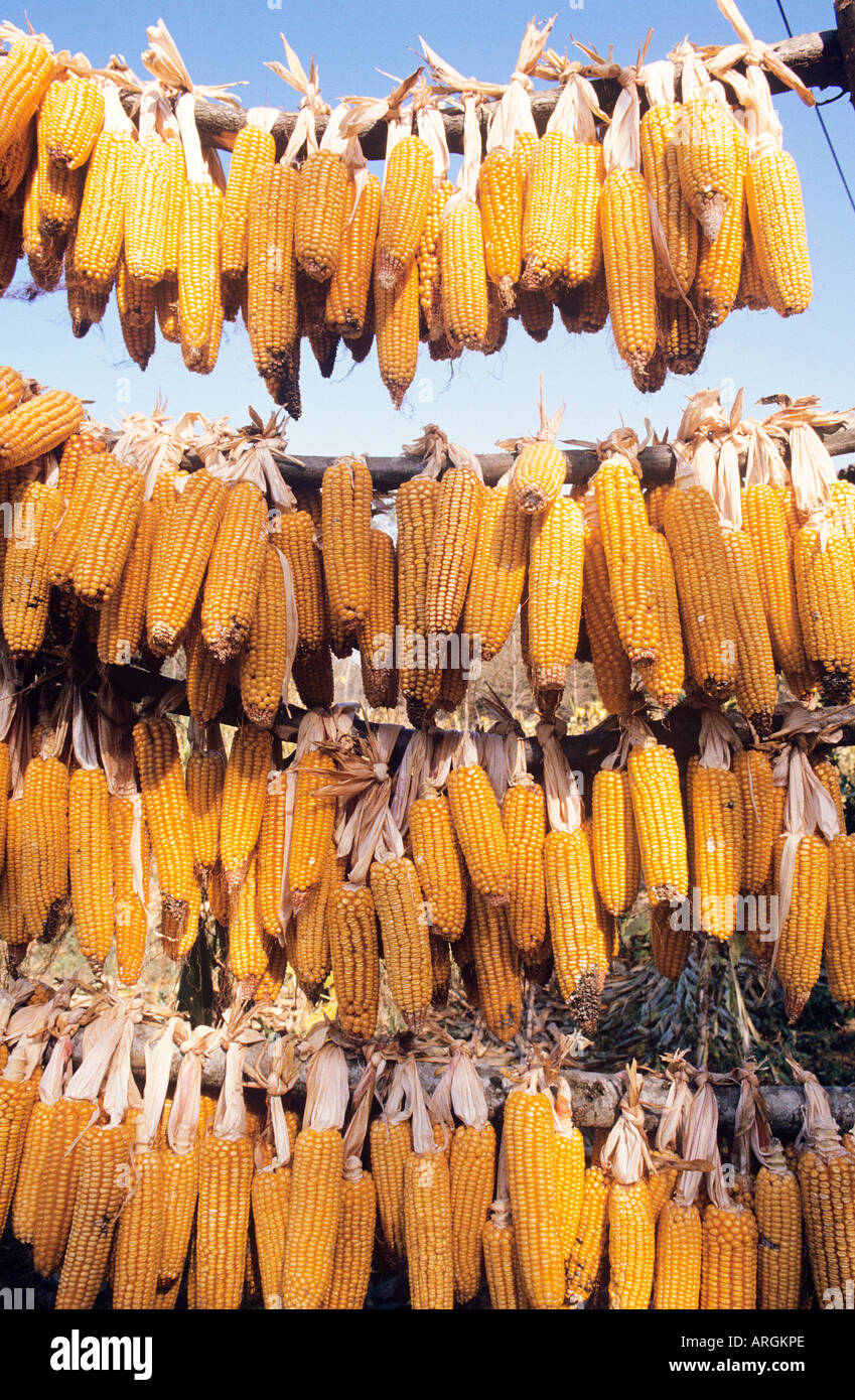 Many rows of bright yellow corn drying in the Turkish sun Stock Photo ...