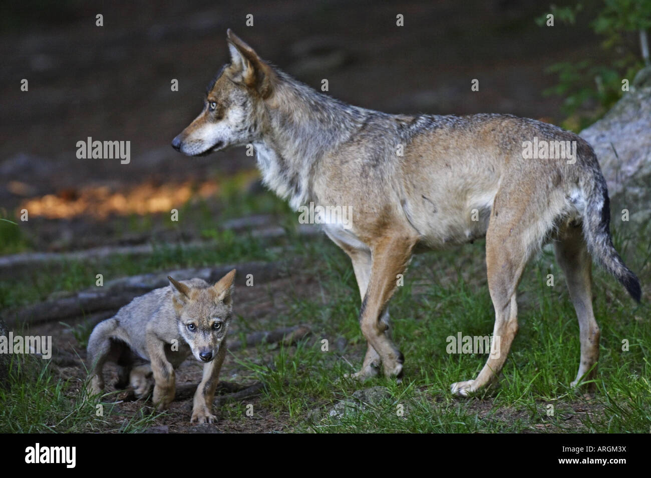 Junger Wolf, child, baby, Canis lupus, wolves Stock Photo - Alamy
