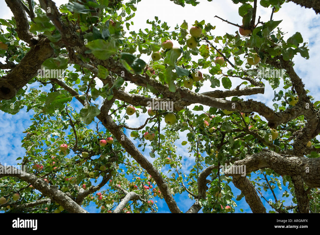 Apple Tree, Salt Spring Island, British Columbia, Canada Stock Photo ...