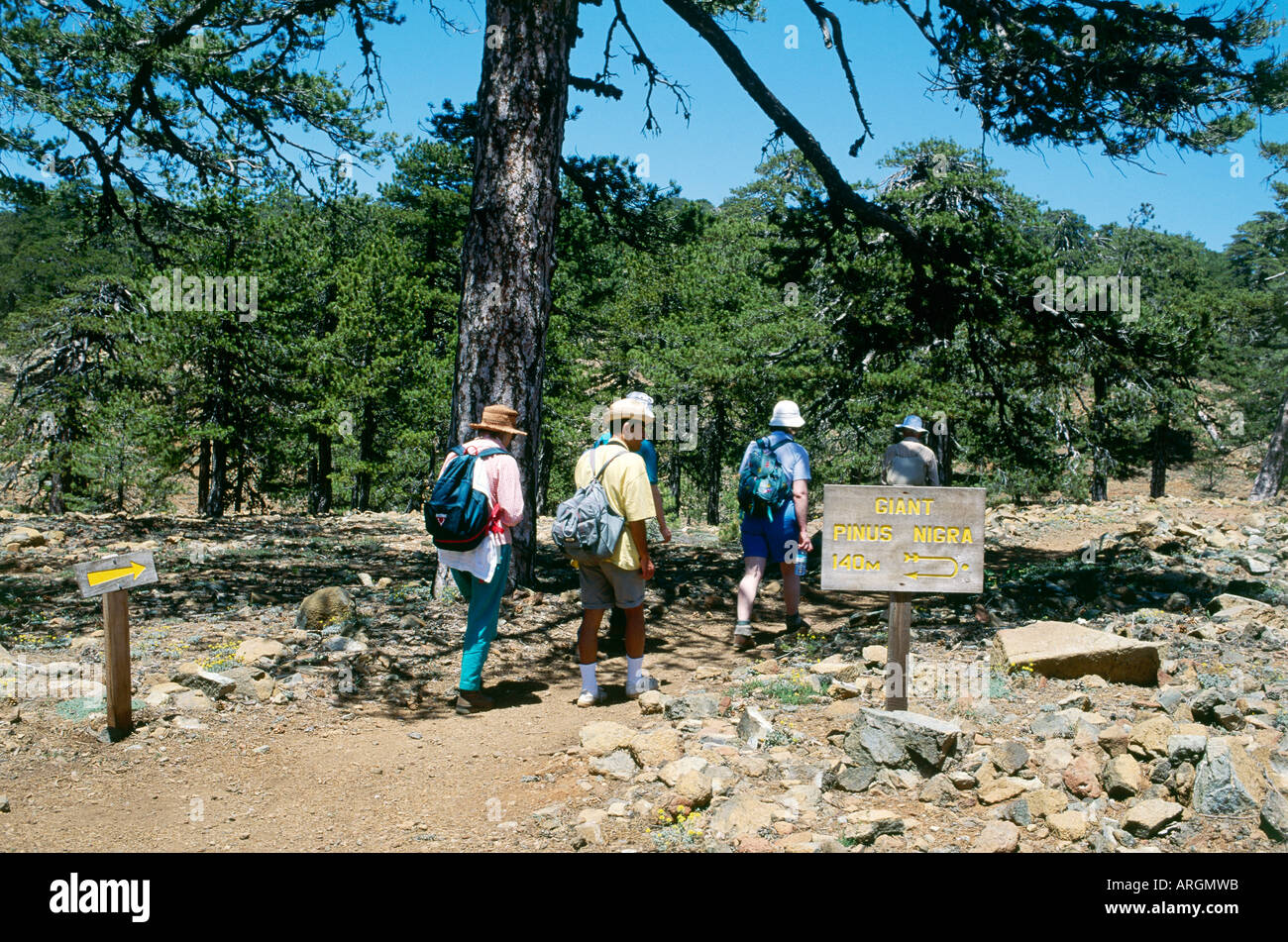 A line of hikers walking under a pine tree on a flat section of the ...