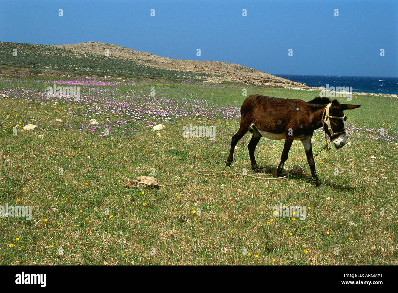 Tether animals hi-res stock photography and images - Alamy