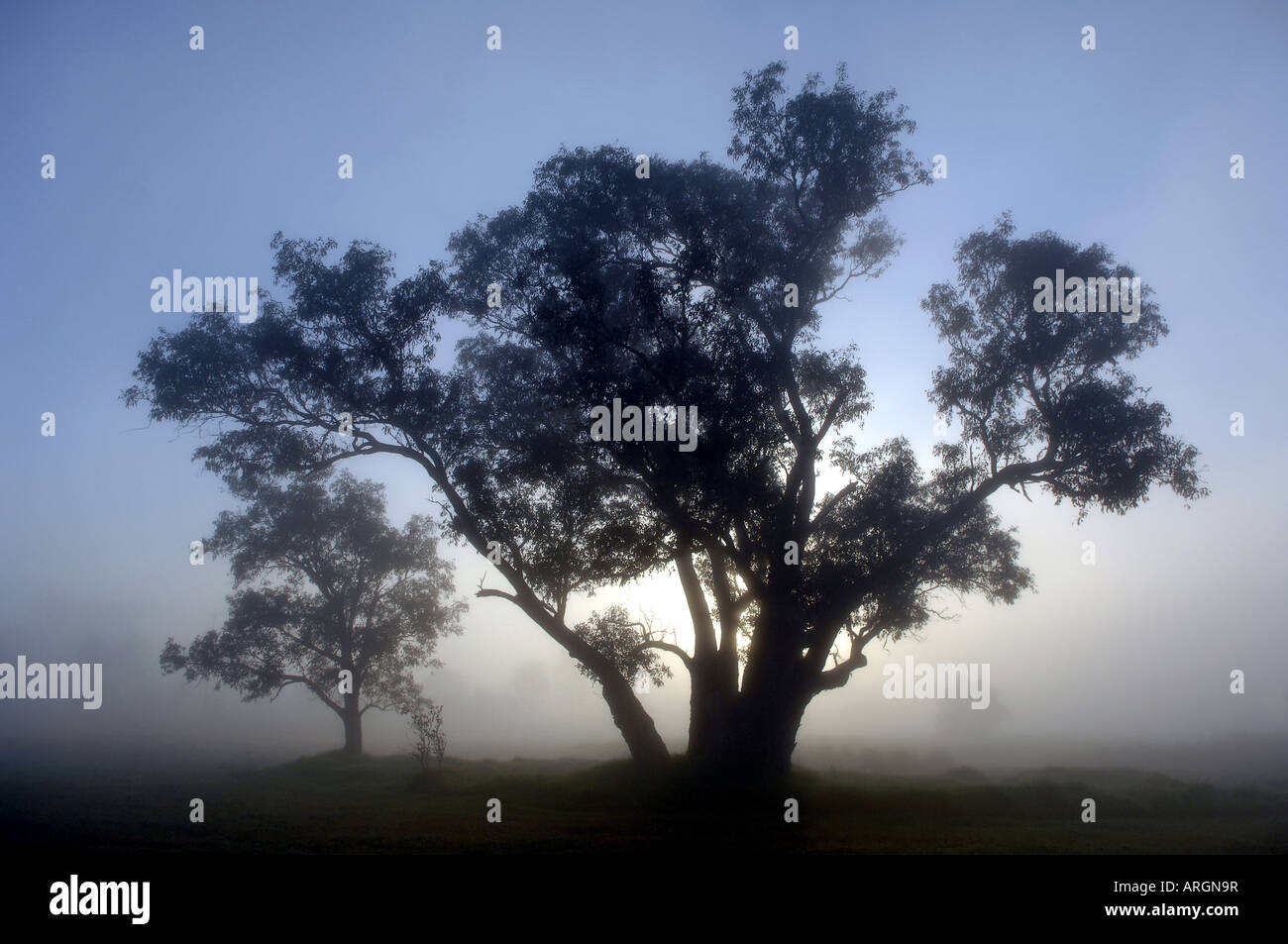 The rising sun silhouettes trees through mist and smoke from bush fires ...