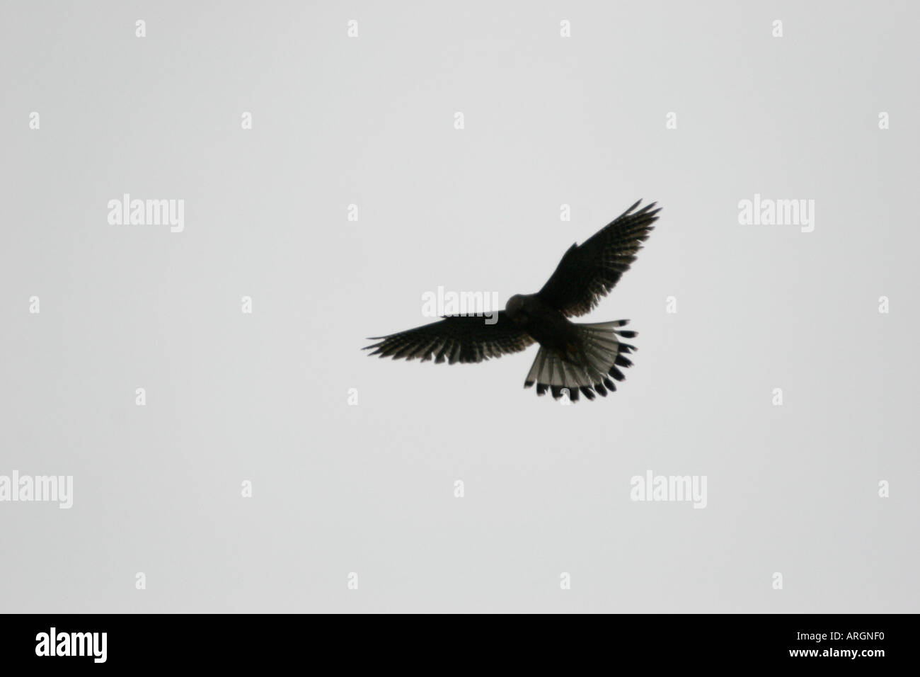 Kestrel Silhouette American Kestrel Free Vector Silhouettes On