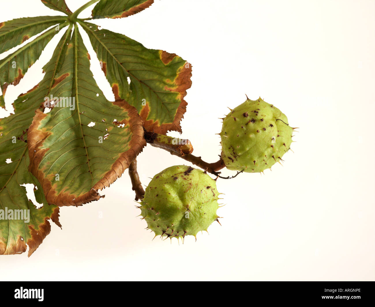 Horse Chestnuts in the shell on a white background Stock Photo - Alamy