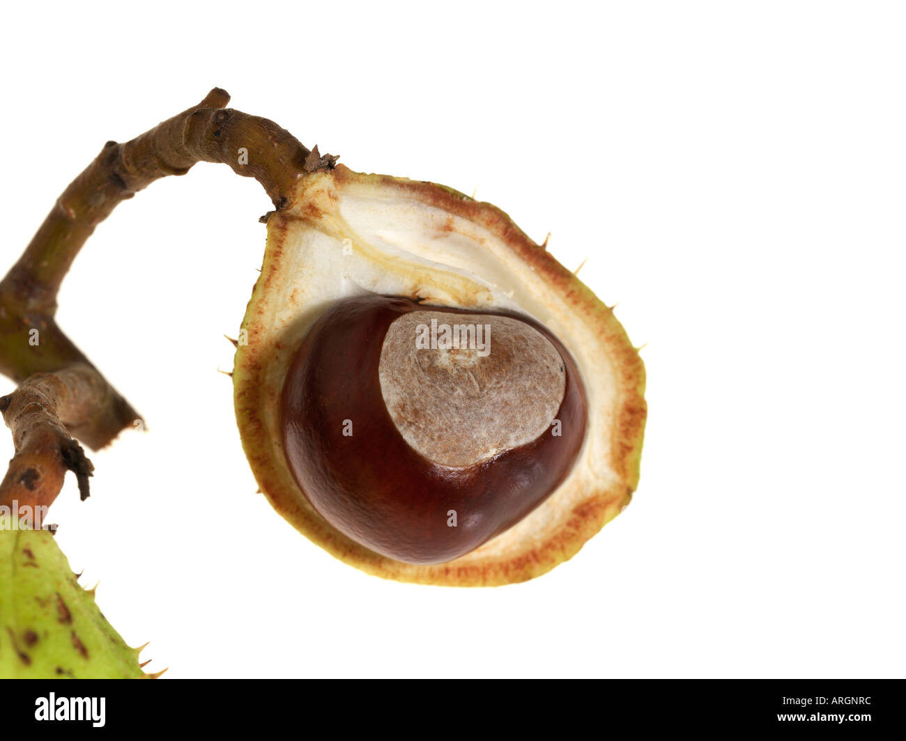 Horse Chestnut in the shell on a white background Stock Photo - Alamy