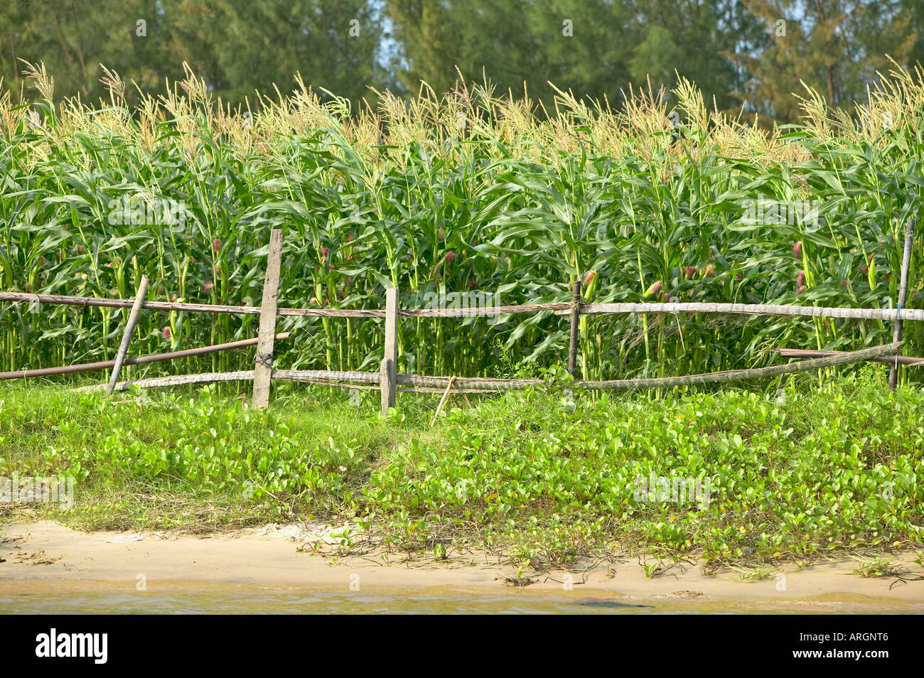 Corn fields near Hoi An, Vietnam Stock Photo - Alamy