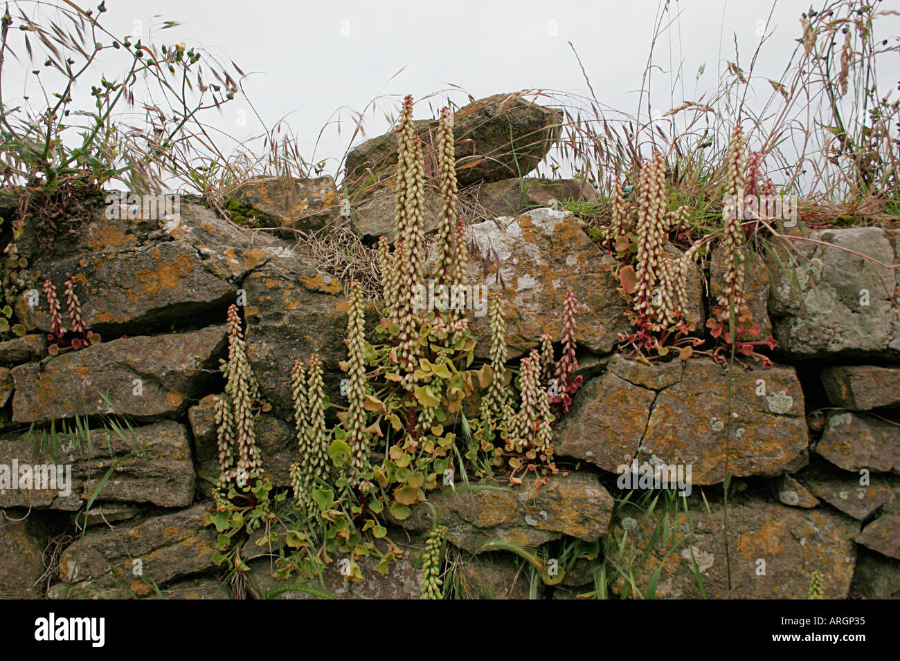 Umbilicus hi-res stock photography and images - Alamy