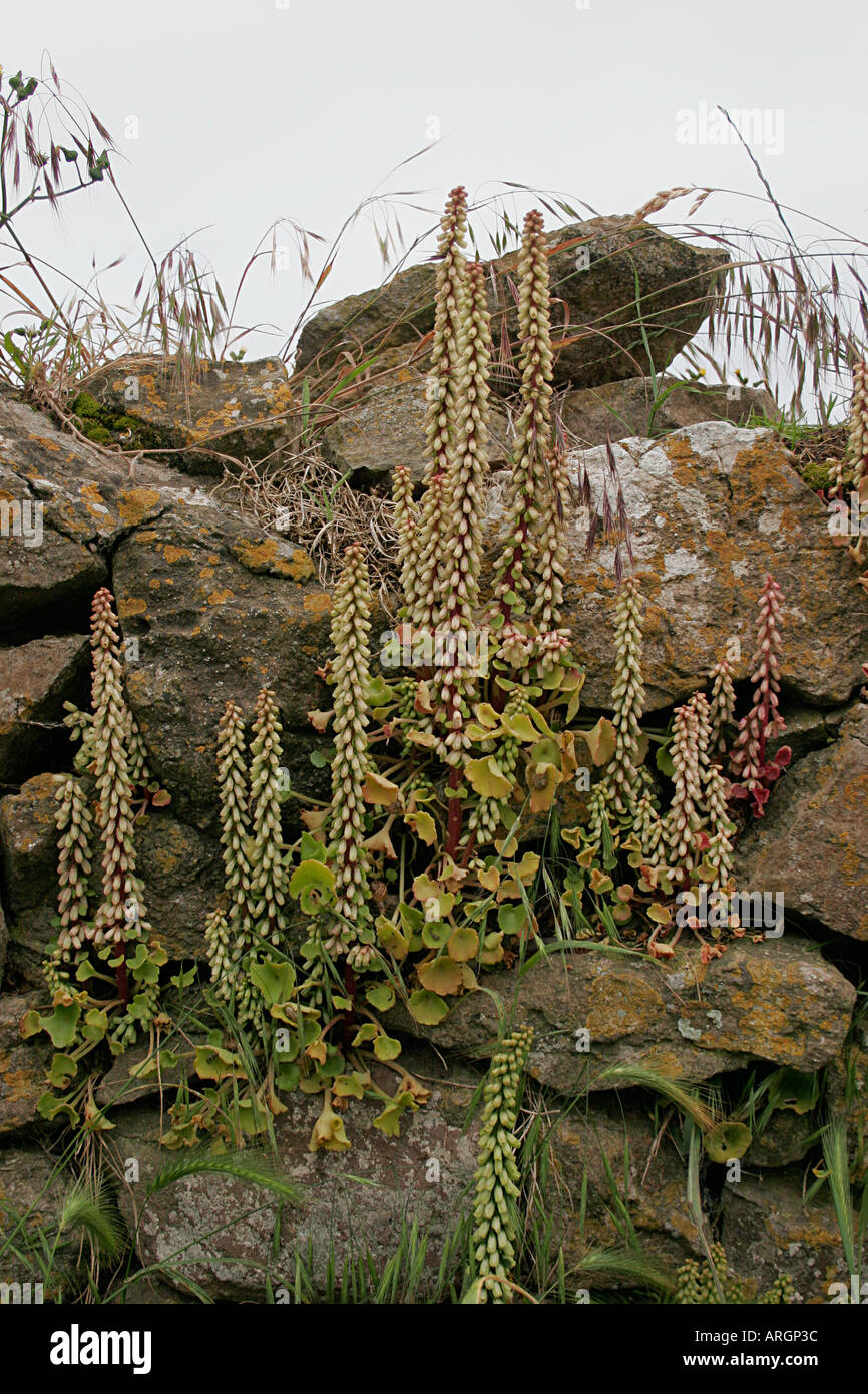 NAVELWORT or WALL PENNYWORT Umbilicus rupestris Growing on an old stone ...