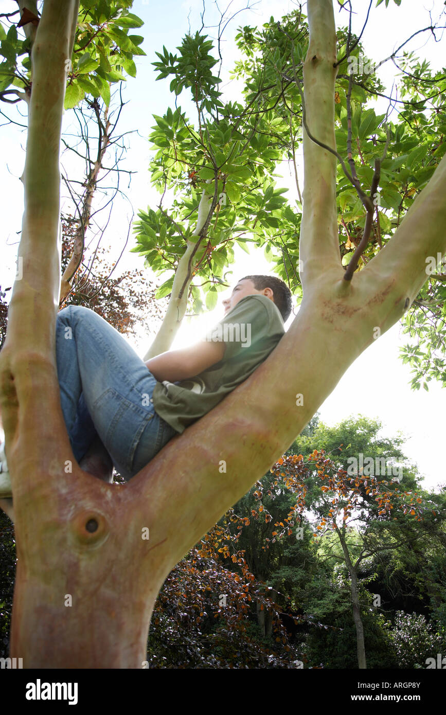 Brood low hi-res stock photography and images - Alamy