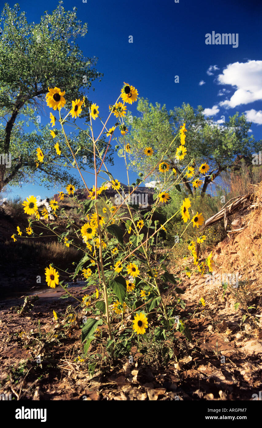 A sunflower plant in the remote and largely barren Canyonlands National ...
