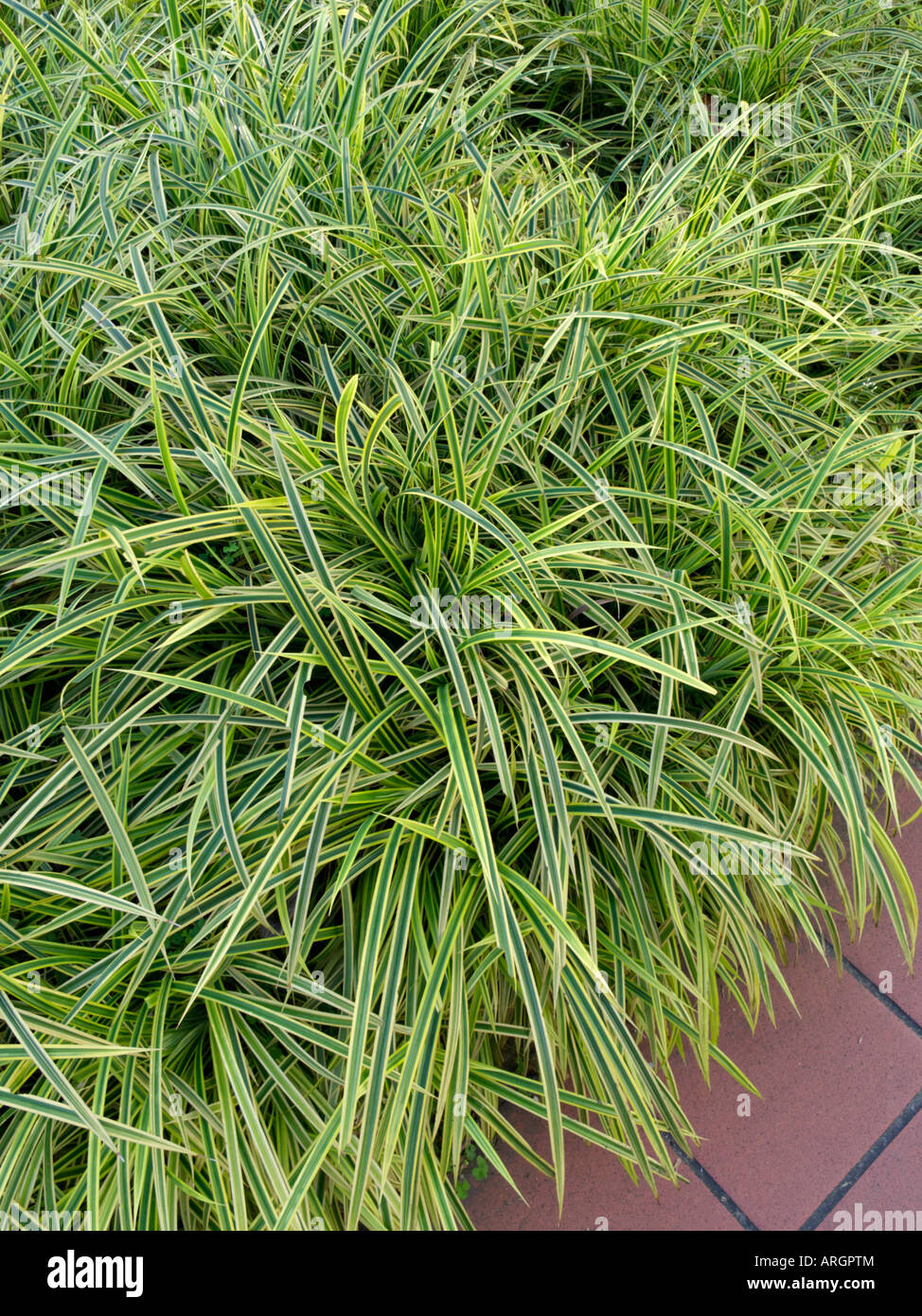 Screw pine (Pandanus pygmaeus Stock Photo - Alamy