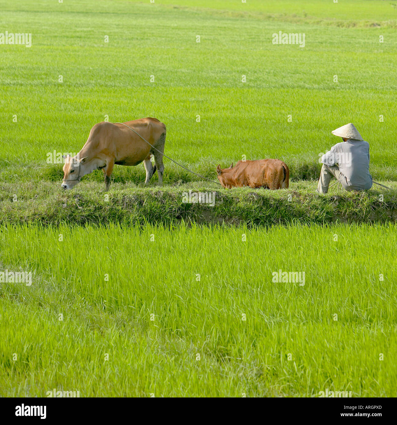 Farmer with cattle grazing in Vietnam Stock Photo - Alamy