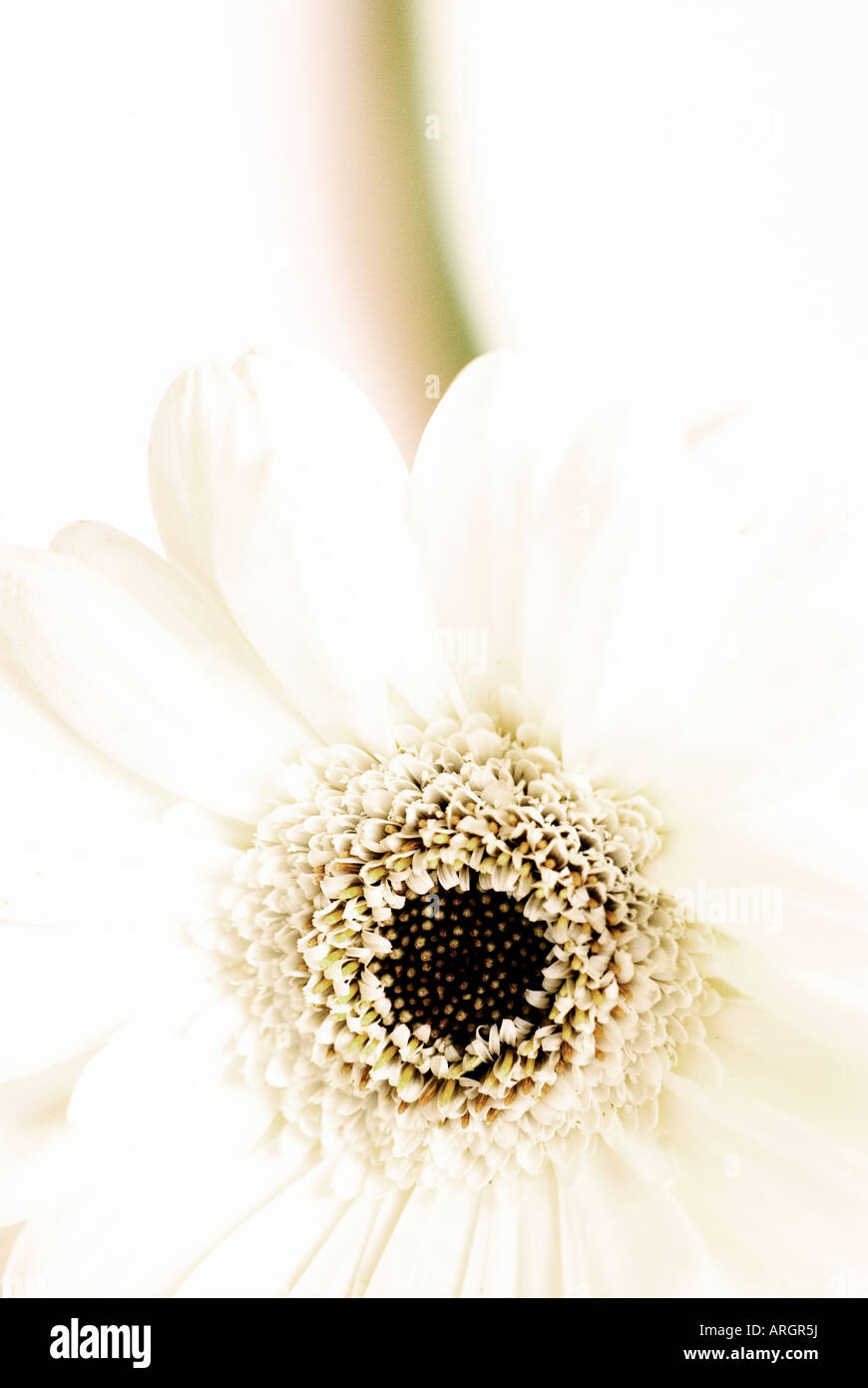 White gerber hi-res stock photography and images - Alamy