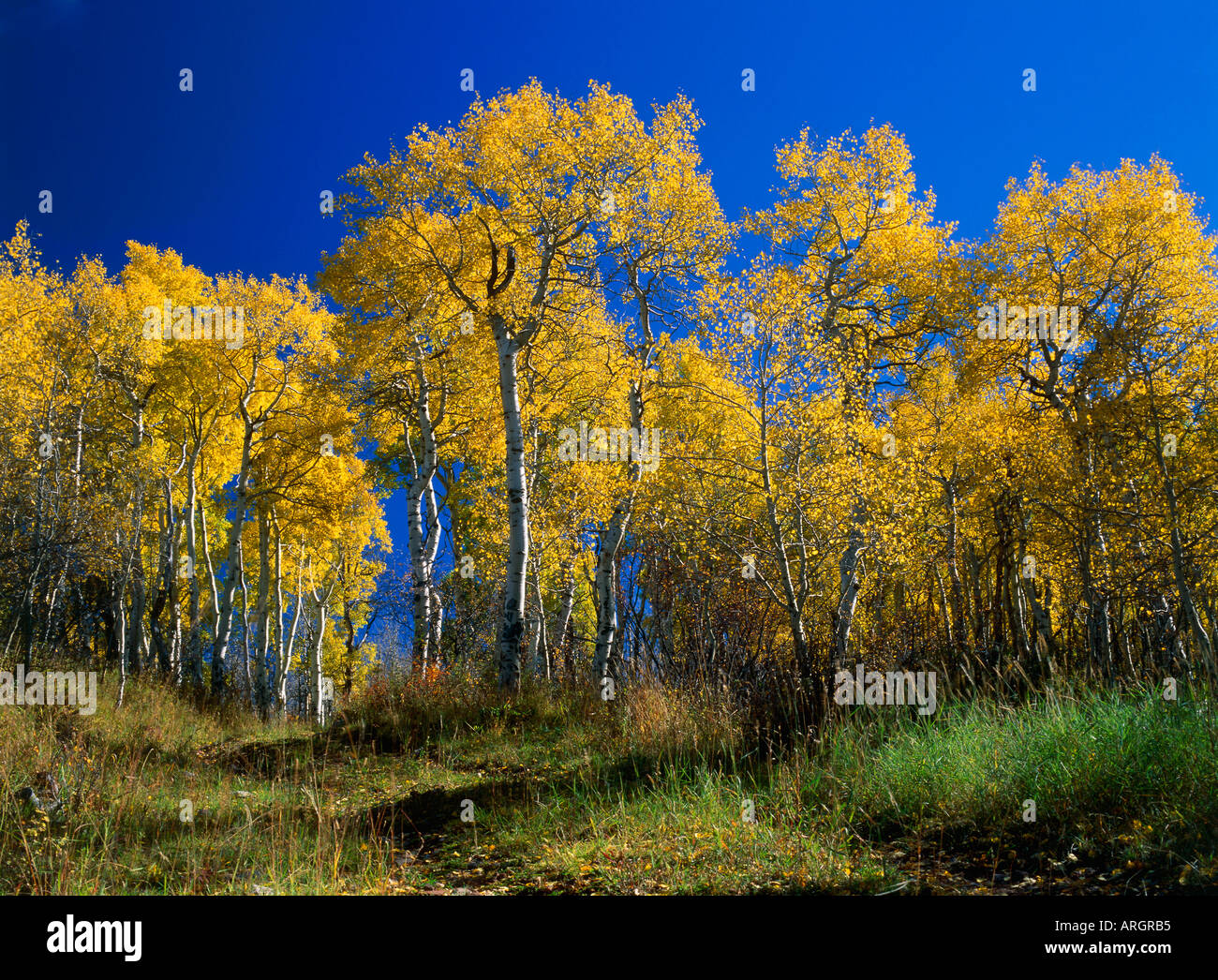 Grove aspen trees in full hi-res stock photography and images - Alamy