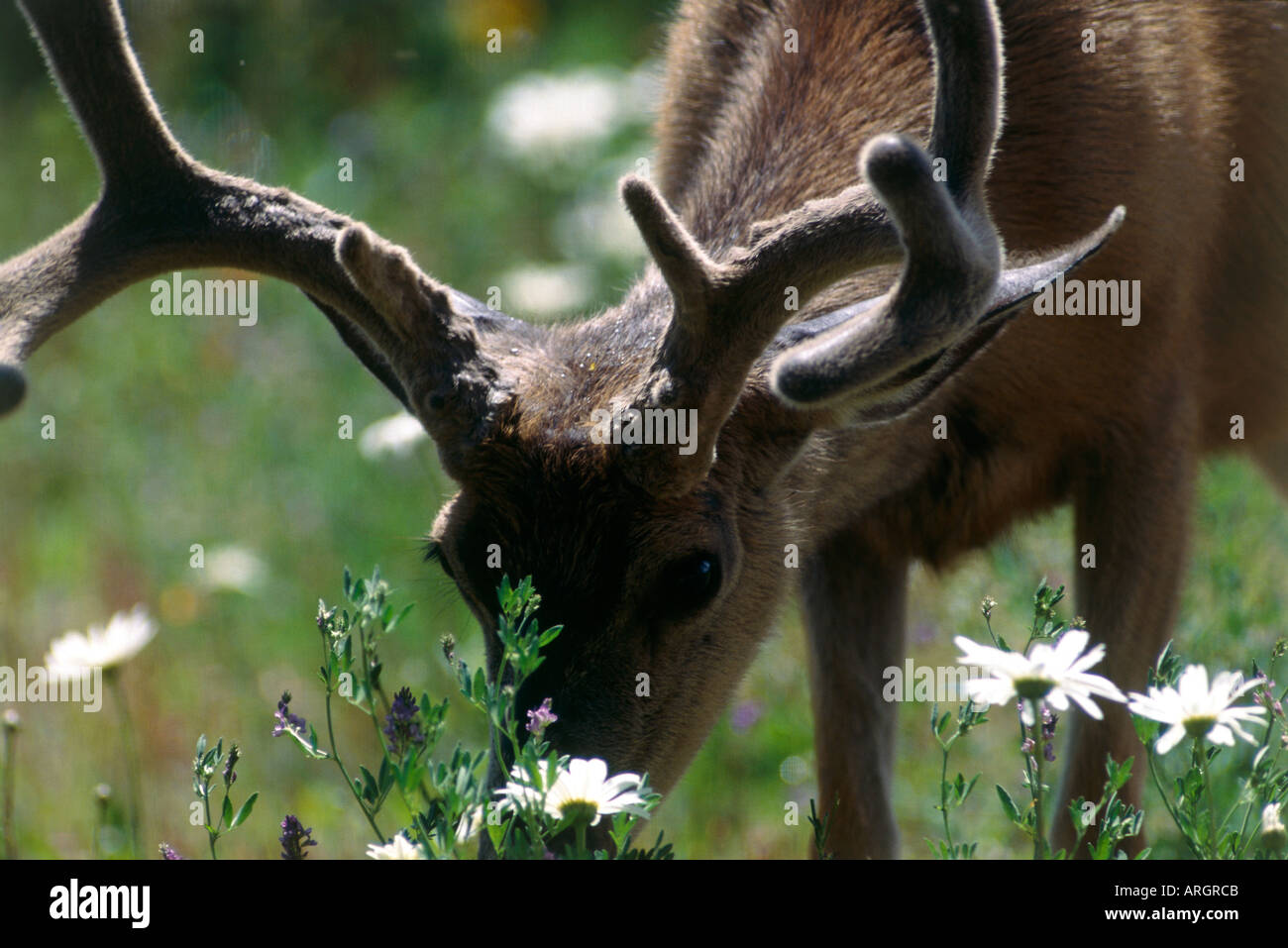 Mule deer Odocoileus Hemionus in velvet Aspen Colorado USA Stock Photo ...