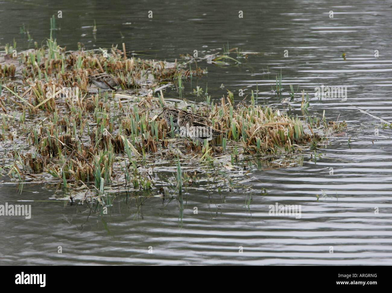 Snipe in wetland habitat showing flexable bill Stock Photo - Alamy