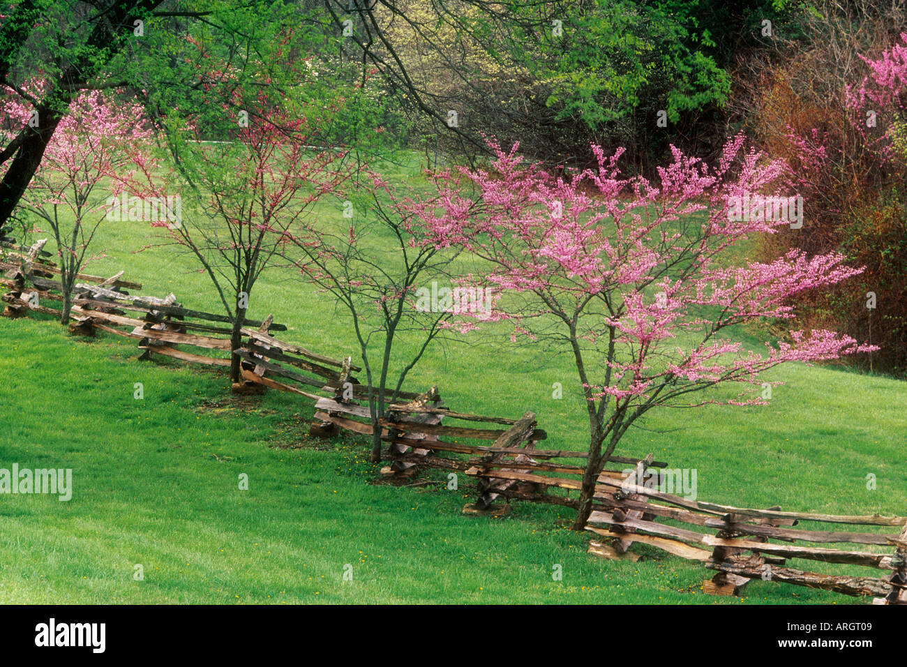 Redbud Tree Cercis canadensis and rustic Split Rail Fence Stock Photo ...