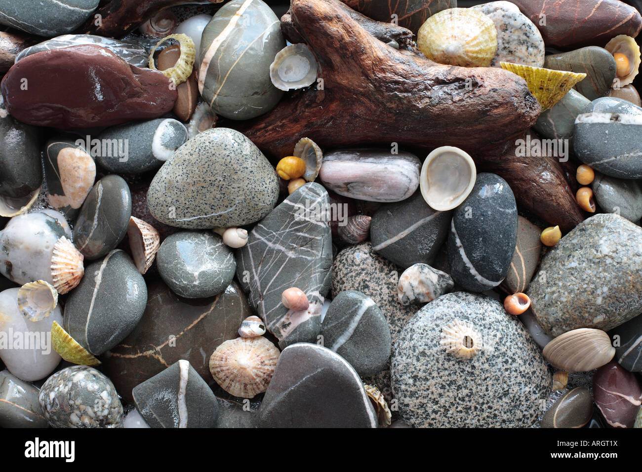 Whelk sea shell hi-res stock photography and images - Alamy