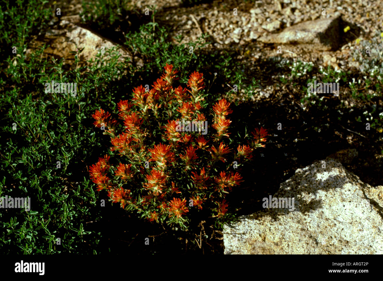 Indian Paint Brush is a wildflower that grows in the mountains of ...