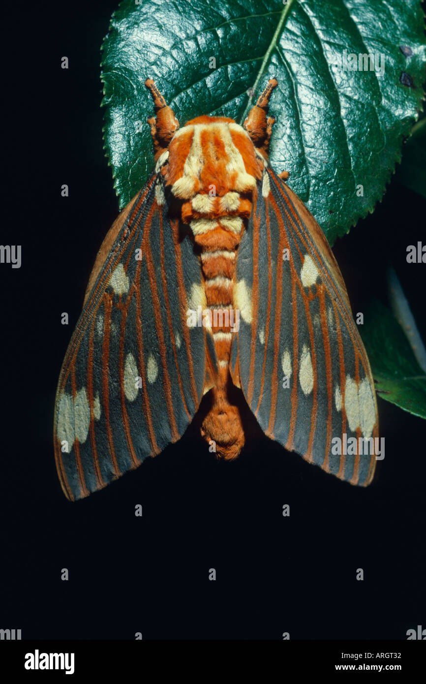 Regal Moth Citheronia regalis Native to the eastern United States Stock ...