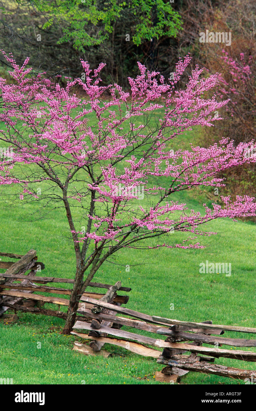 Redbud Tree Cercis canadensis and Split Rail Fence Stock Photo - Alamy