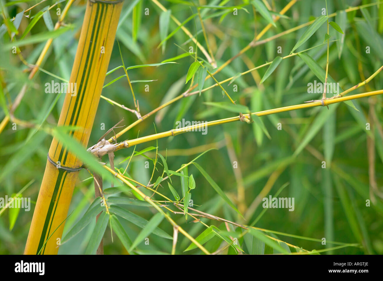 Lush bamboo hi-res stock photography and images - Alamy