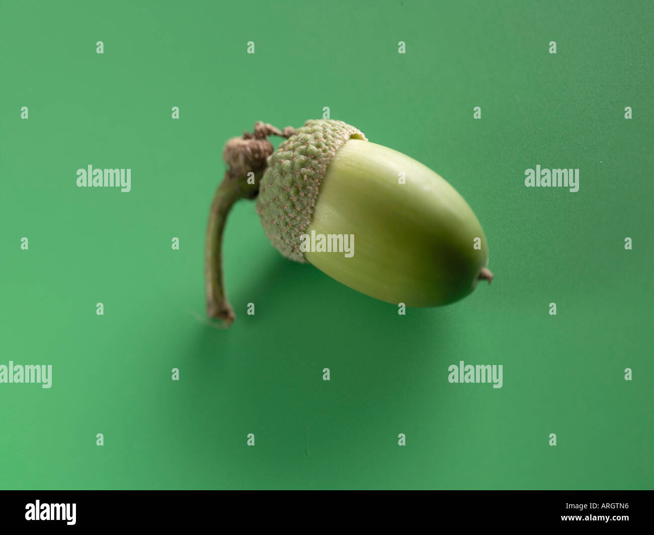 Acorn on a green background Stock Photo - Alamy