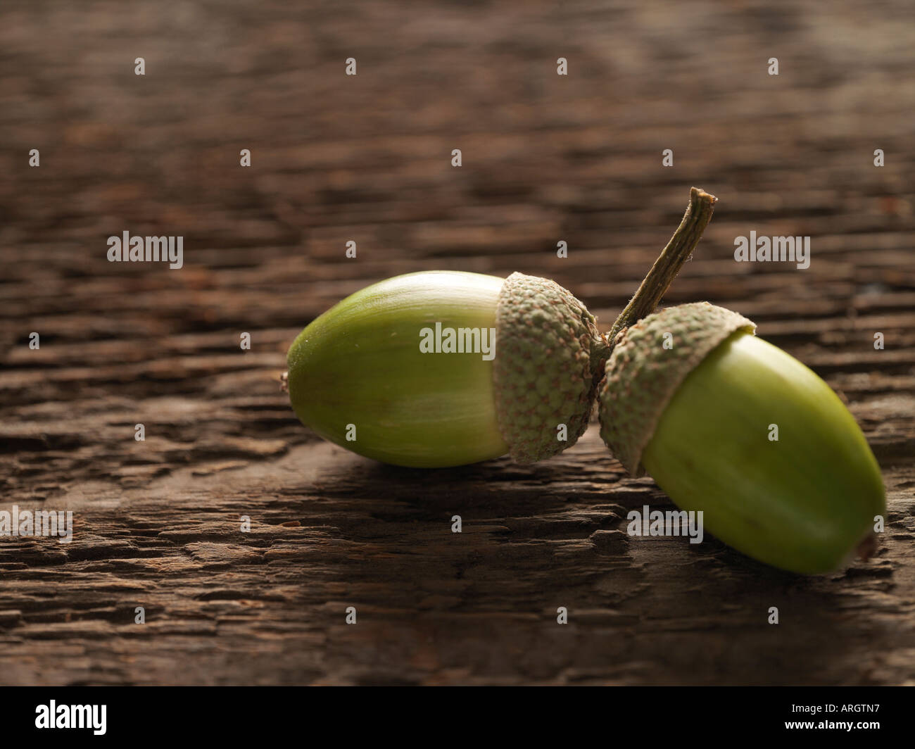 Acorns hi-res stock photography and images - Alamy