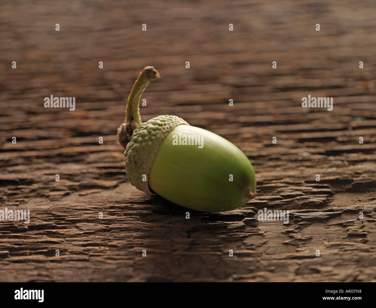 Base of fruit tree hi-res stock photography and images - Alamy