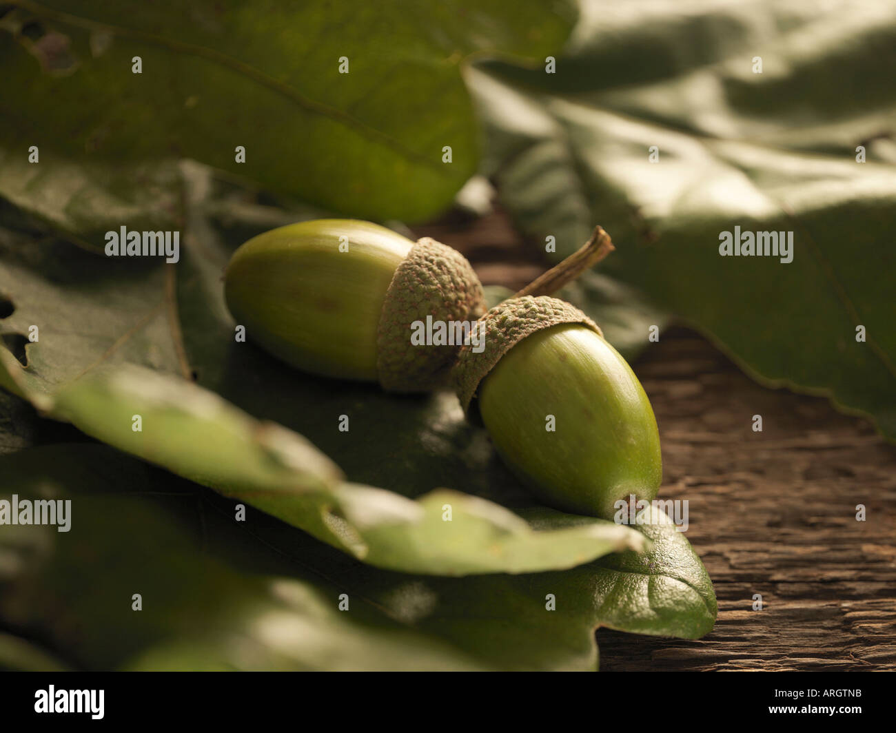 Base of fruit tree hi-res stock photography and images - Alamy