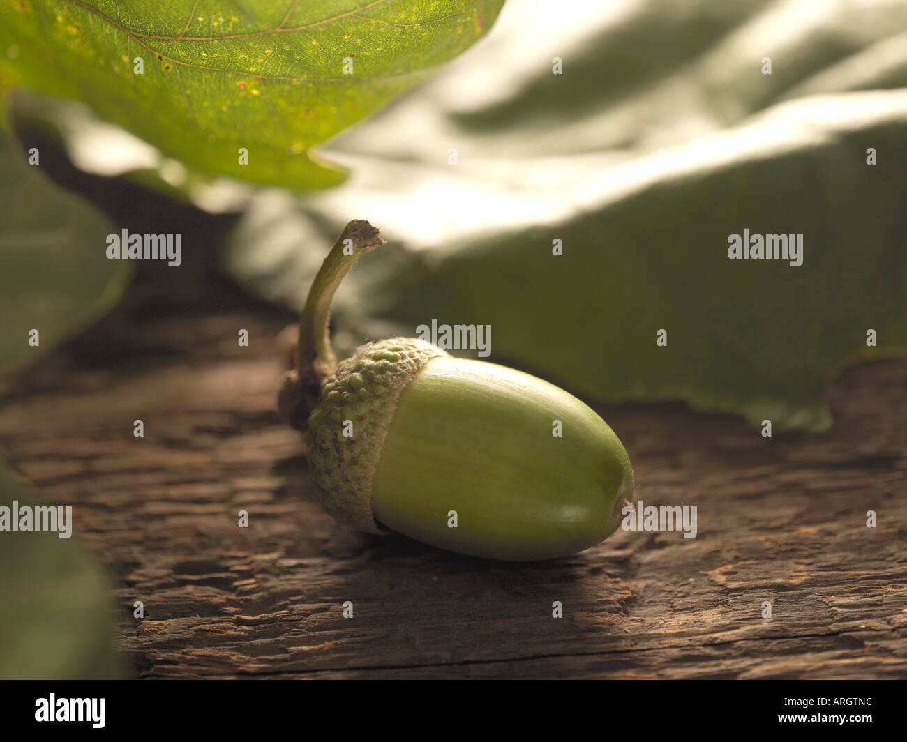 Base of fruit tree hi-res stock photography and images - Alamy