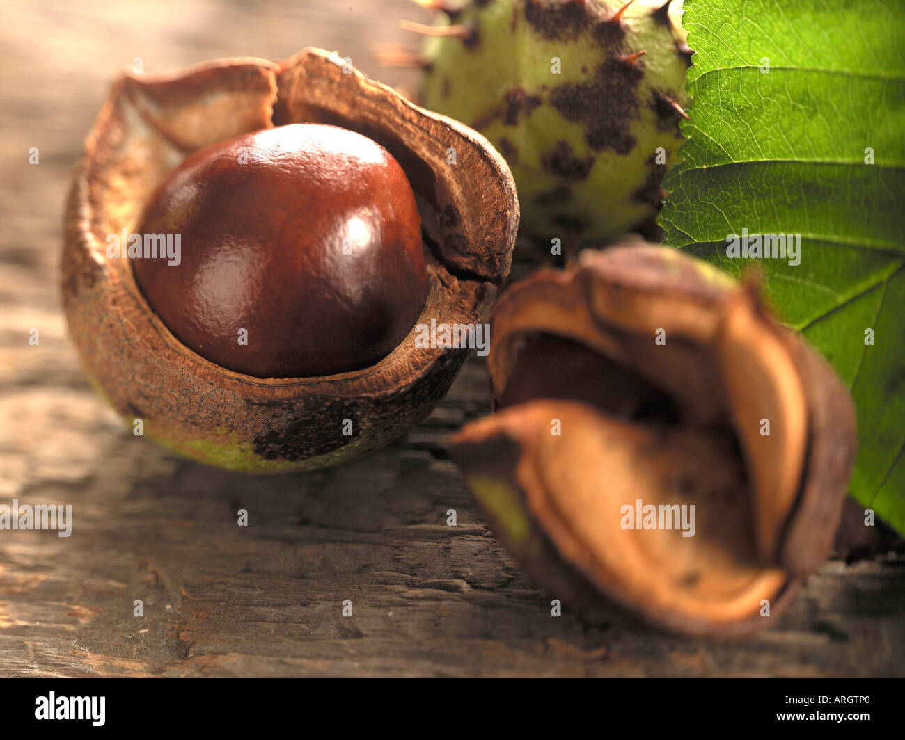 Horse Chestnuts in a shell on a wood background Stock Photo - Alamy