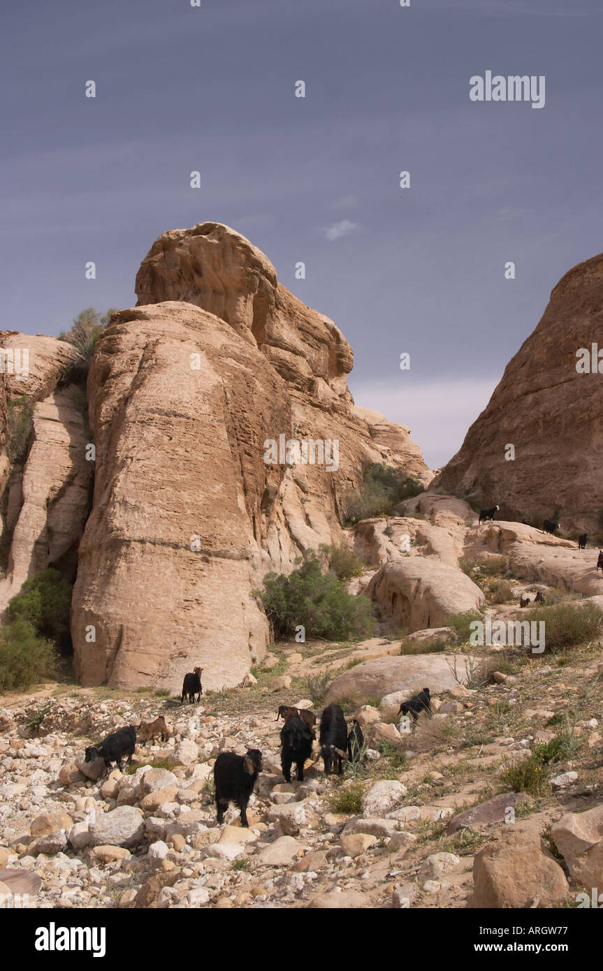 Rocky goats in Petra Jordan Stock Photo - Alamy