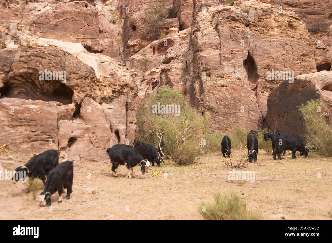 Bedouin goats jordan hi-res stock photography and images - Alamy