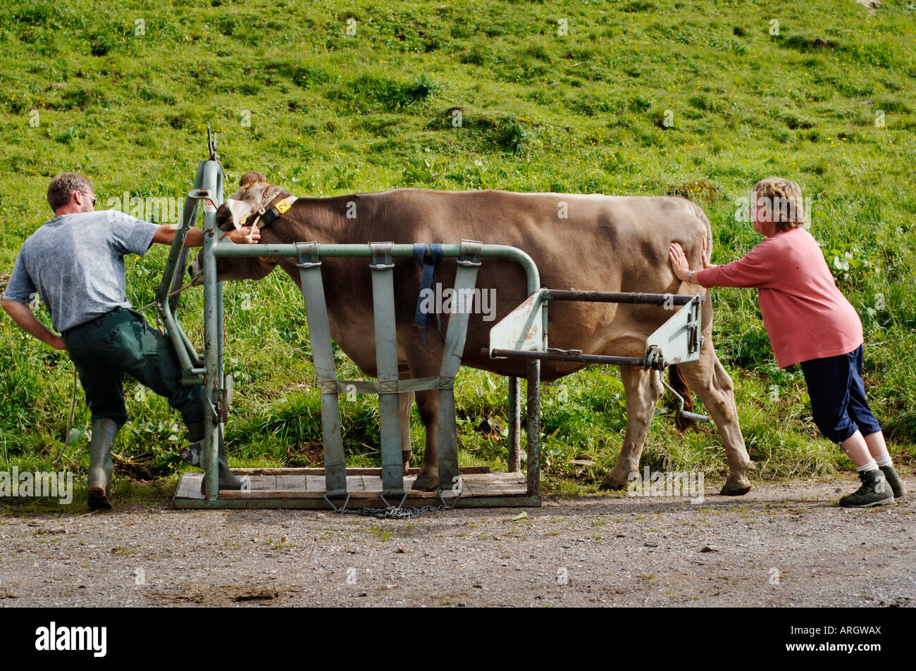 Pushing cattle High Resolution Stock Photography and Images - Alamy