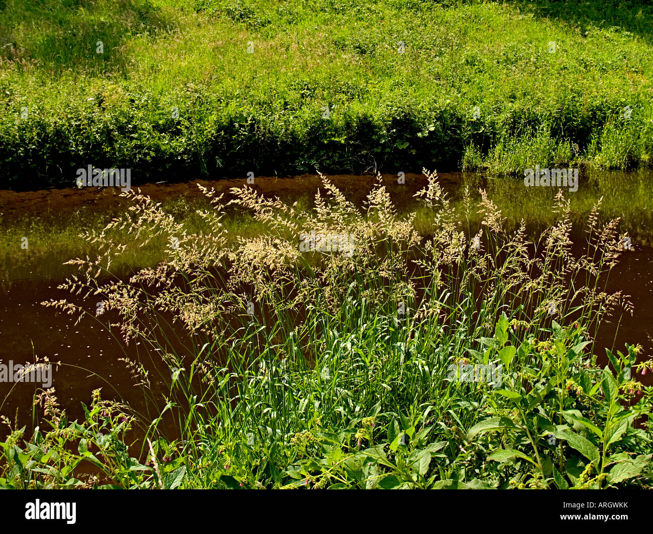 Grasses beside a stream Stock Photo - Alamy