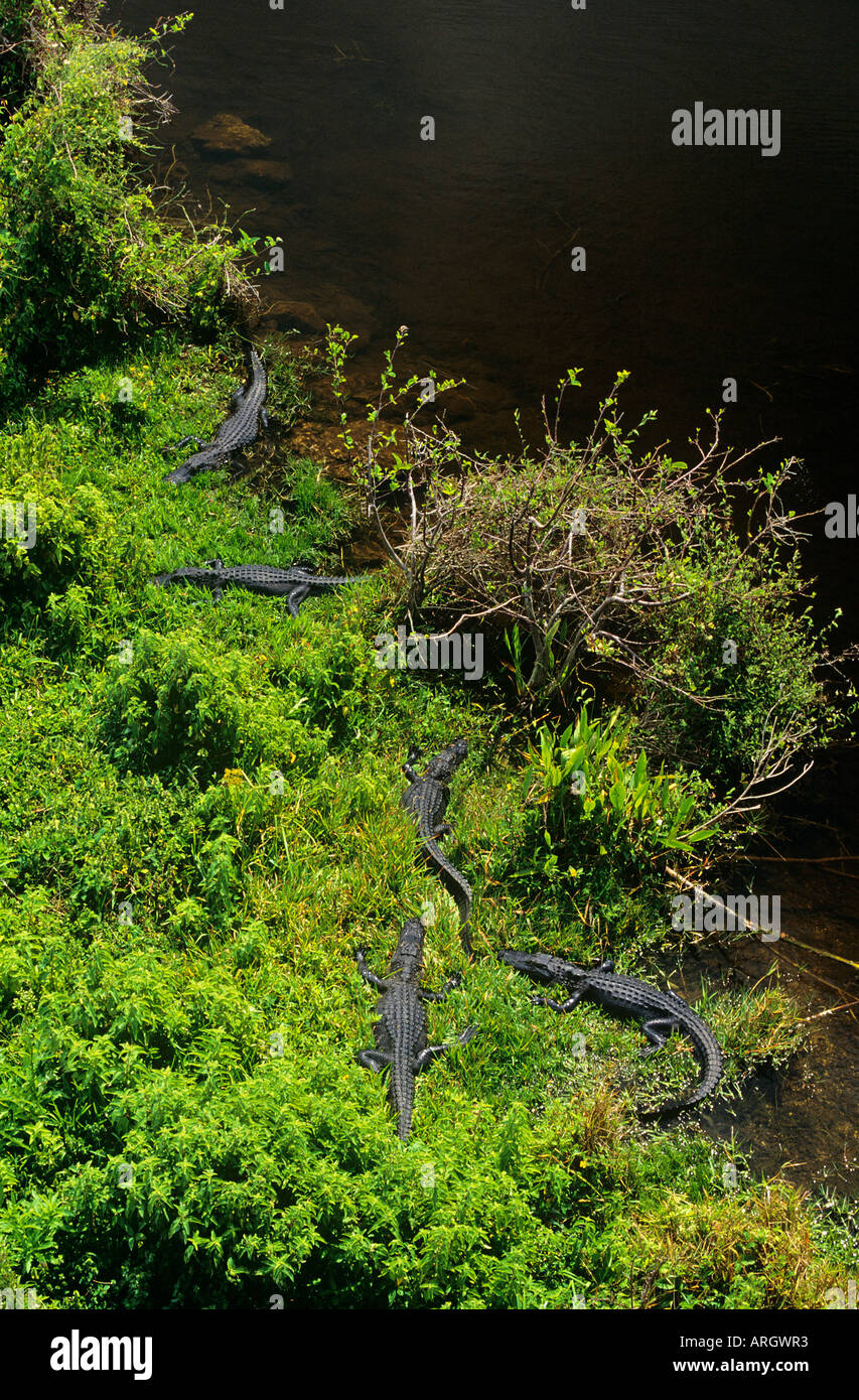 Alligators group everglades hi-res stock photography and images - Alamy