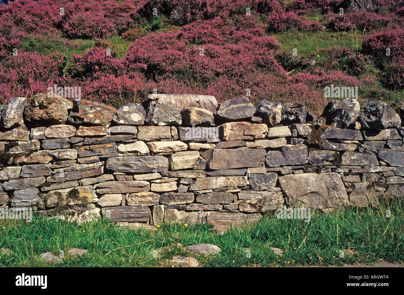 Drystone Dyke A stone wall and purple heather Stock Photo - Alamy