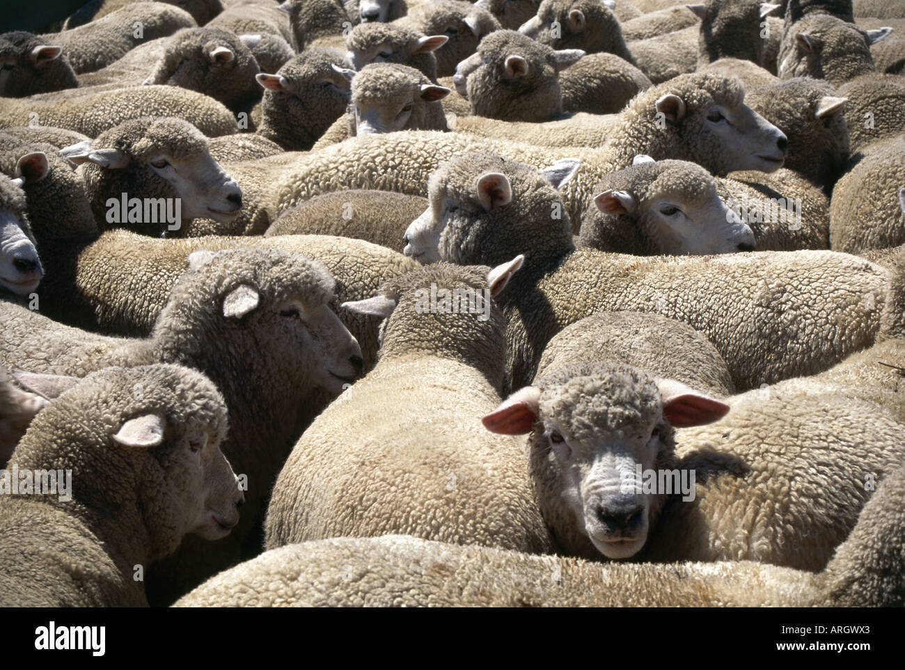 Thick mass hi-res stock photography and images - Alamy