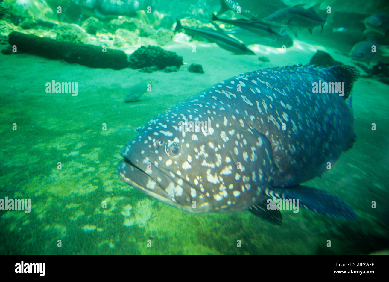Miami seaquarium hi-res stock photography and images - Alamy